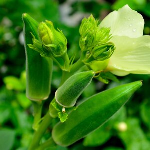 Clemson Spineless Okra Seeds , 50+ Count Organic Okra Heirloom Seeds ...