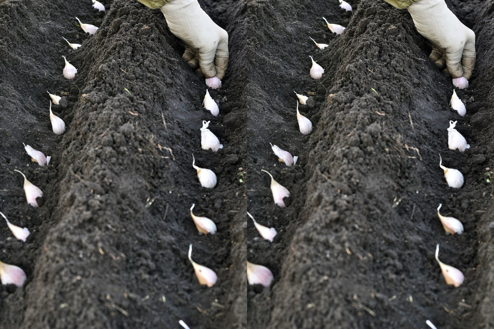 Genuine Native Garlic Organic Seeds, 10 Count,genuine Native Garlic ...