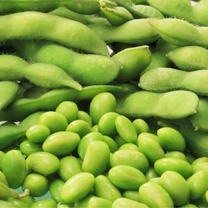 Midori Giant Edamame Organic Seeds , 50+ Count Organic Soybeans ...