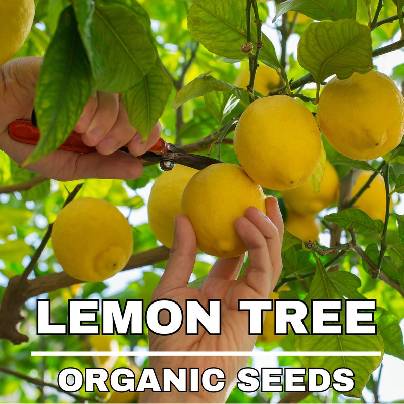 Lemon Tree - Etsy