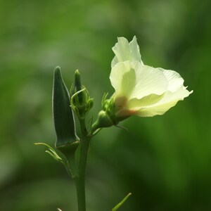 Clemson Spineless Okra Seeds , 50+ Count Organic Okra Heirloom Seeds ...