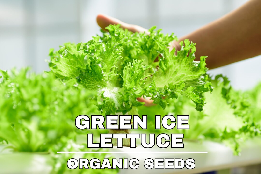 Lettuce, Green Ice Organic Seeds, 200+ Count Organic Green Ice Seeds ...