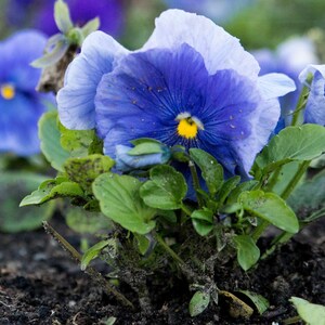 Viola, Cornuta Osirus Blue Perfection Organic Flower Seeds, 25 Count ...