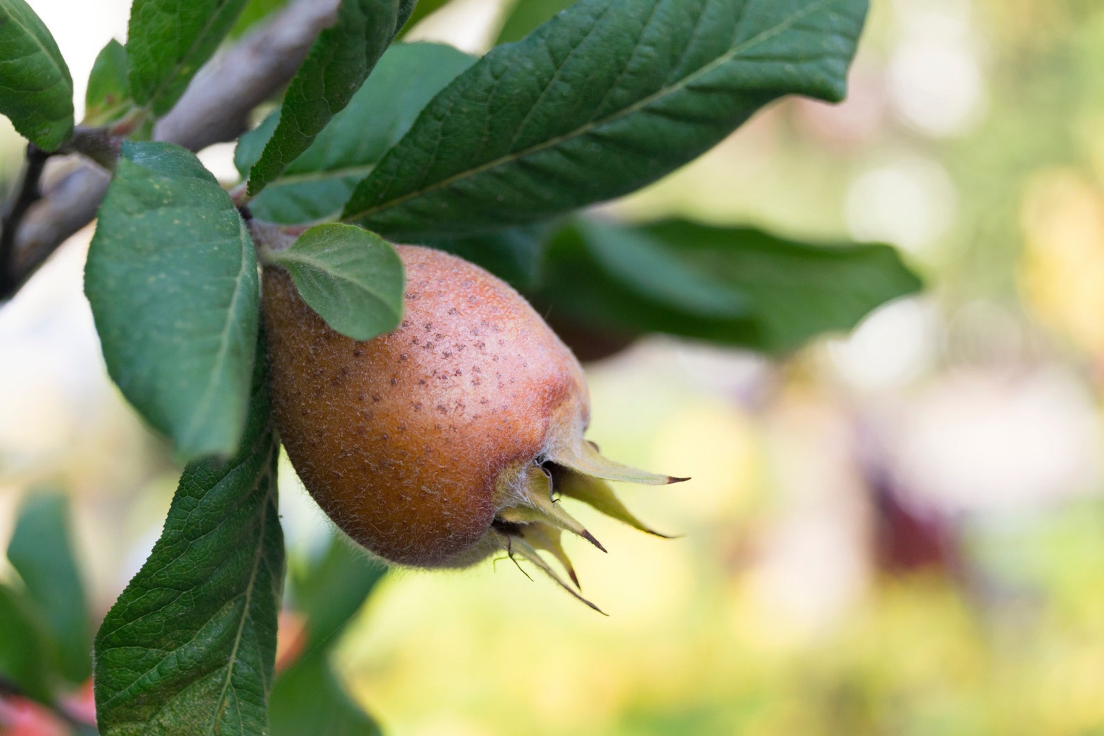 Mispel-Baum Bio-Samen, 10+ Count, Mispel-Fruchtsamen, Hausgartenarbeit ...