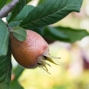 Mispel-Baum Bio-Samen, 10+ Count, Mispel-Fruchtsamen, Hausgartenarbeit ...