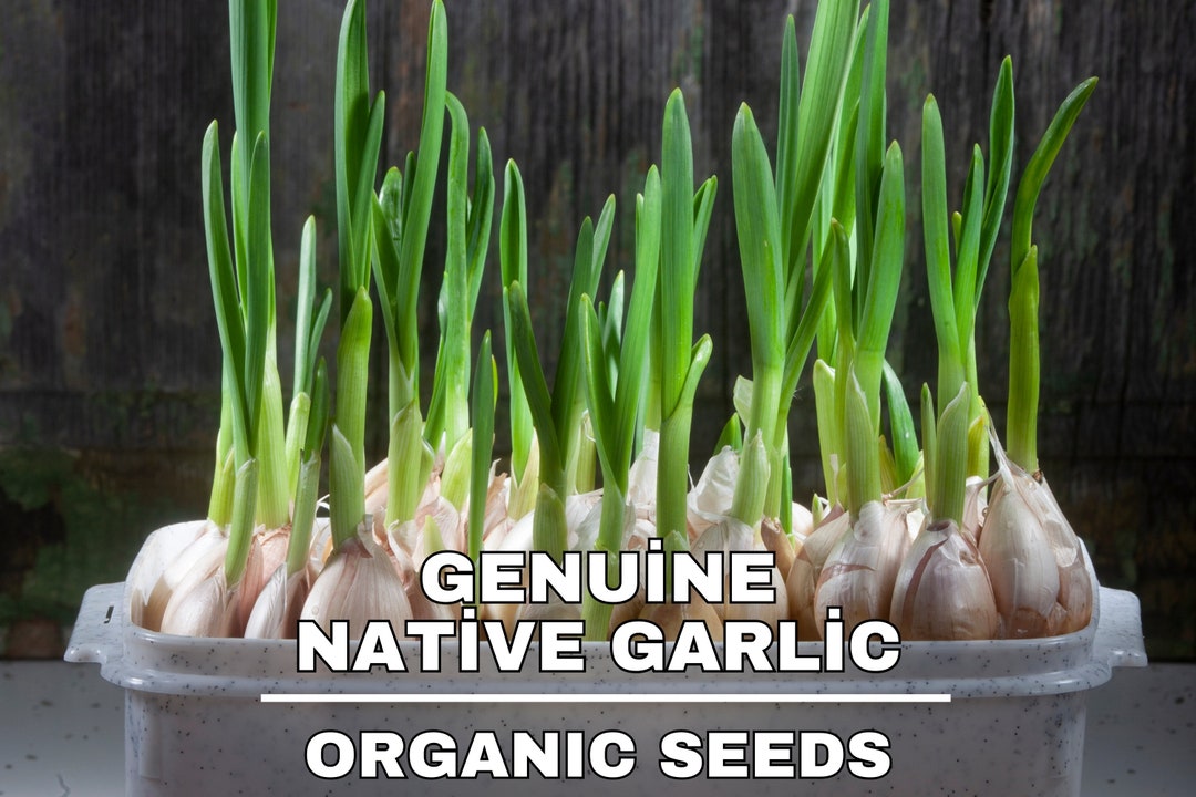 Genuine Native Garlic Organic Seeds, 10+ Count,genuine Native Garlic ...