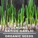 Genuine Native Garlic Organic Seeds, 10+ Count,genuine Native Garlic ...
