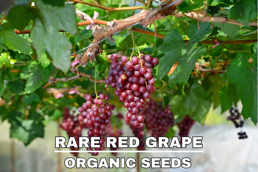 Rare Red Grape Organic Seeds, 10+ Count Red Grape Seeds, Home Gardening ...