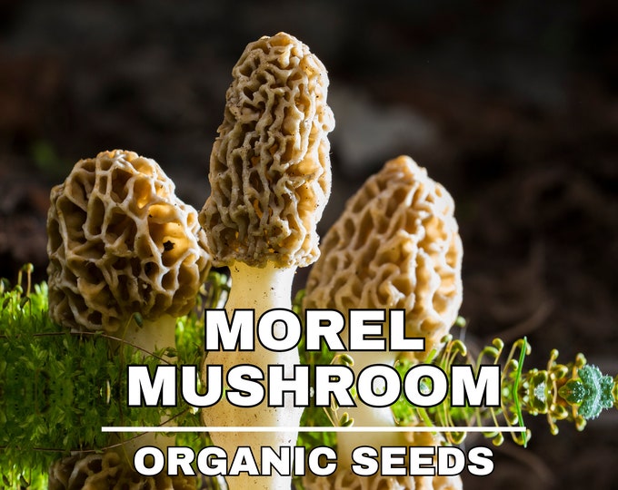 Blushing Morel Mushroom (morchella Rufobrunnea) Live Culture on Agar - Etsy