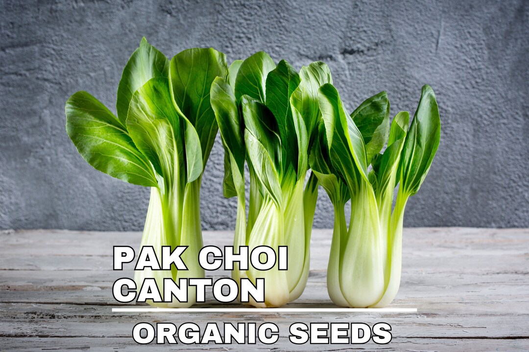 Pak Choi (bok Choy), Cantonese, Organic Seeds, 25+ Count, High ...