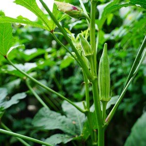 Clemson Spineless Okra Seeds , 50+ Count Organic Okra Heirloom Seeds ...