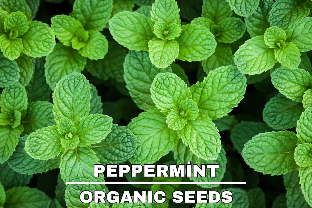 Peppermint Seeds, 50+ Count Organic Peppermint Seeds,high Germination ...