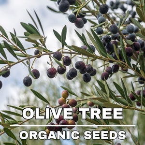 Olive Tree Organic Seeds, 5+ Count Olive Tree Seeds, Home Gardening and ...