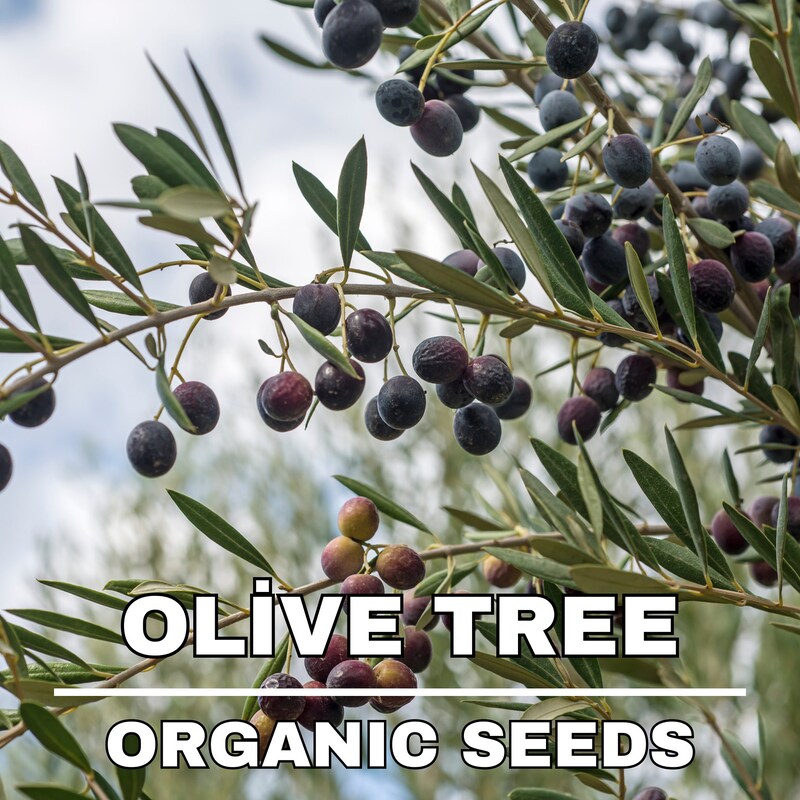 Olive Tree - Etsy