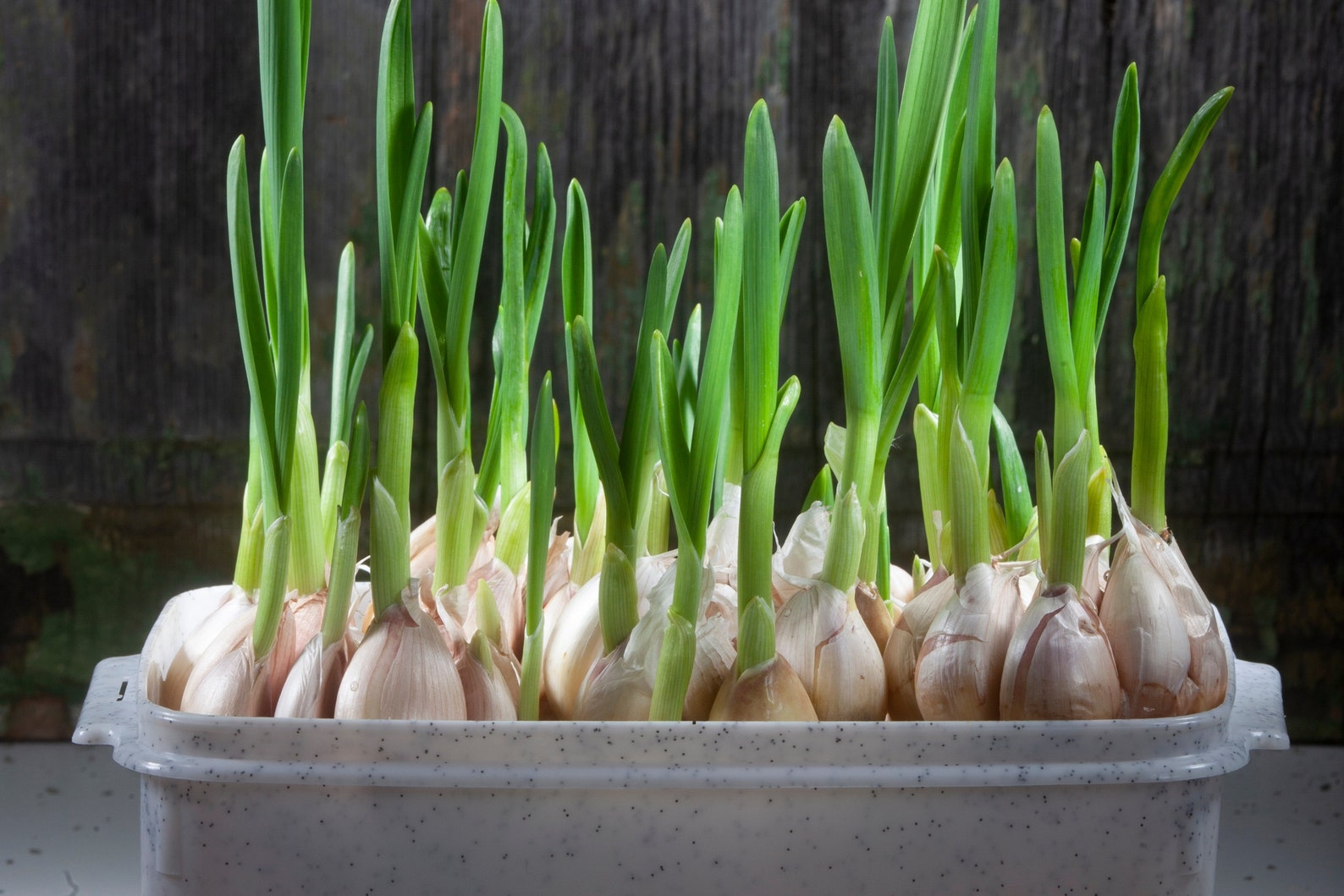 Genuine Native Garlic Organic Seeds, 10 Count,genuine Native Garlic ...