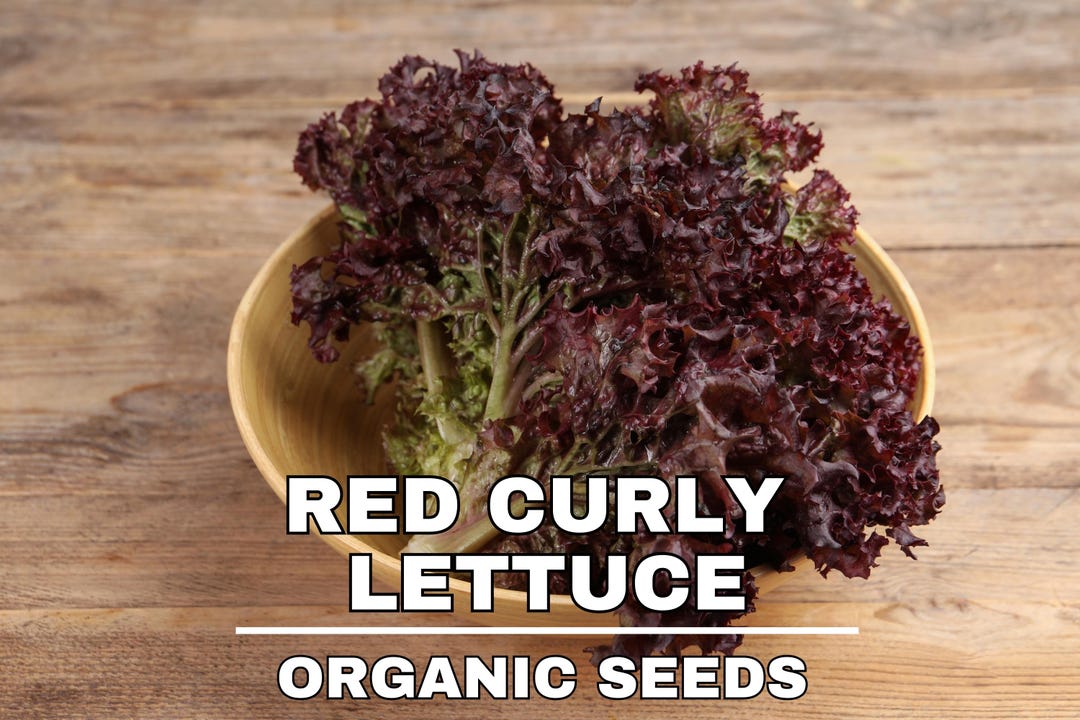 Lettuce, Red Curly Organic Seeds, 100 Count Organic Red Curly Seeds ...