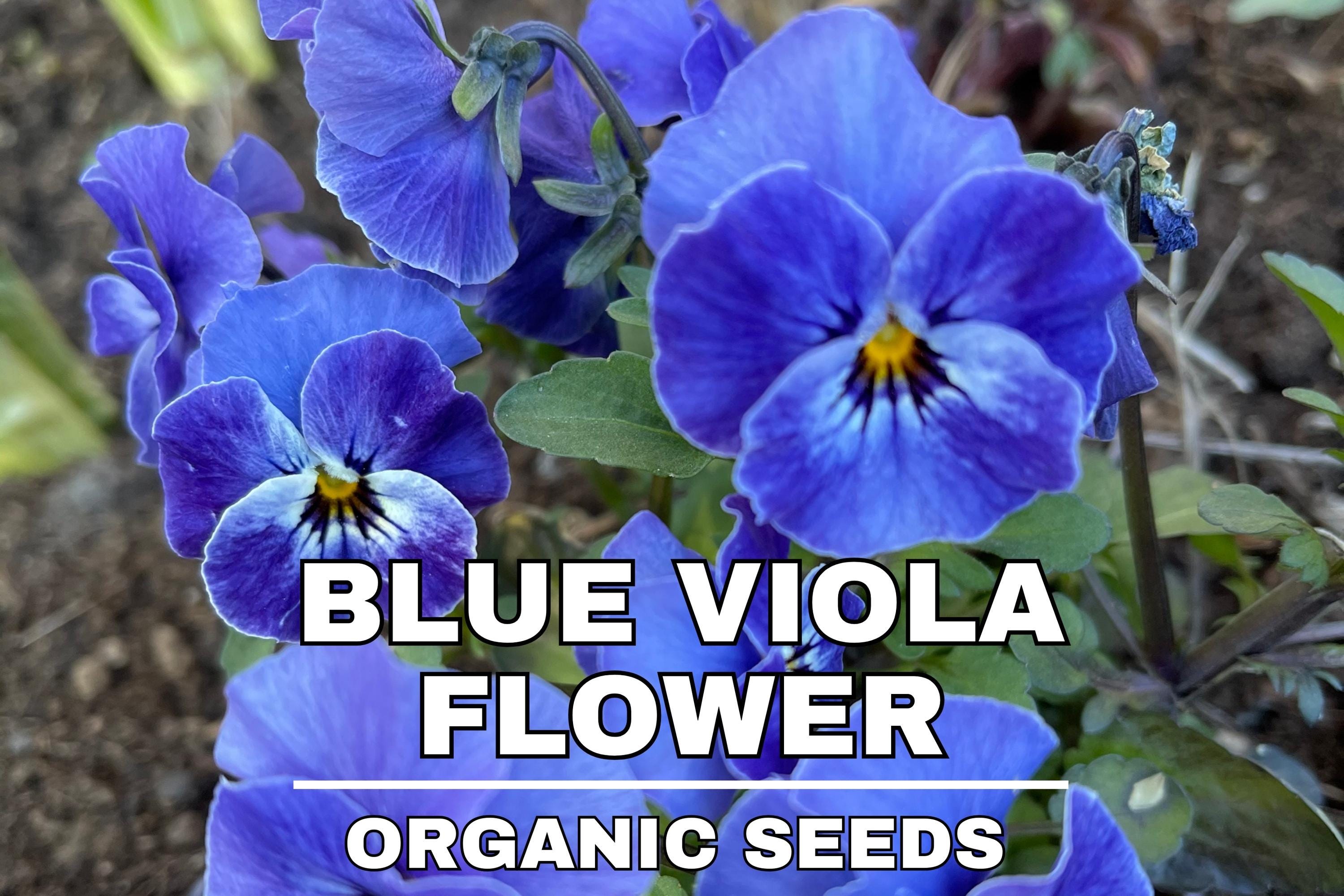 Viola, Cornuta Osirus Blue Perfection Organic Flower Seeds, 25+ Count ...