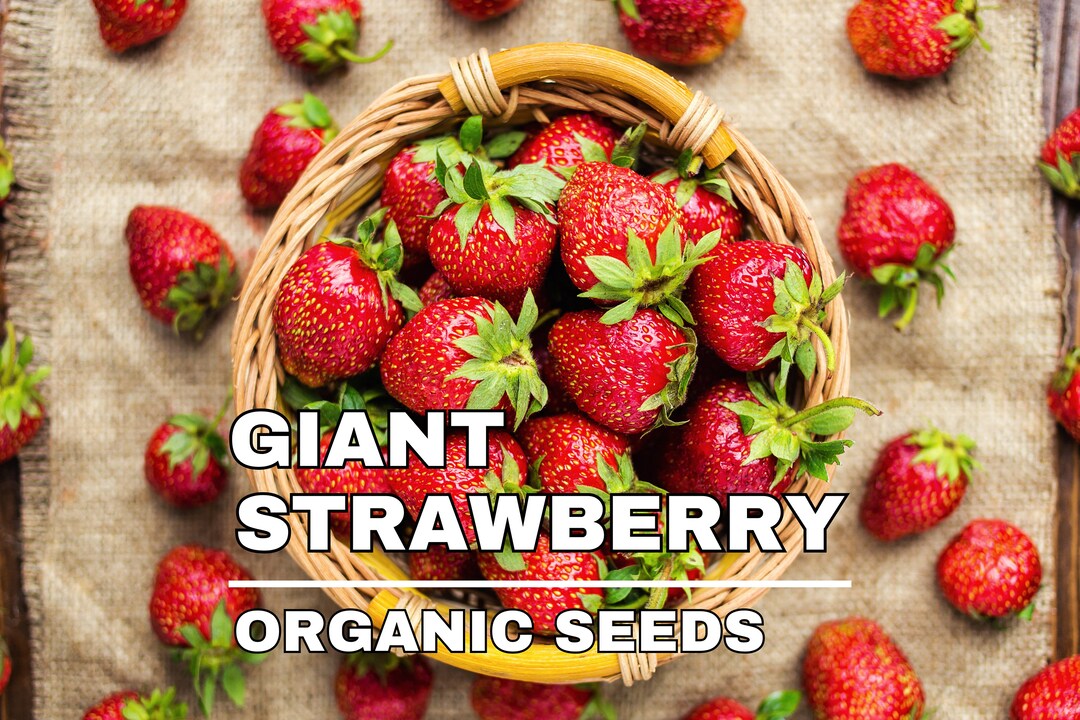 Giant Strawberry Organic Seeds, 50+ Count Giant Strawberry Seeds, Home ...