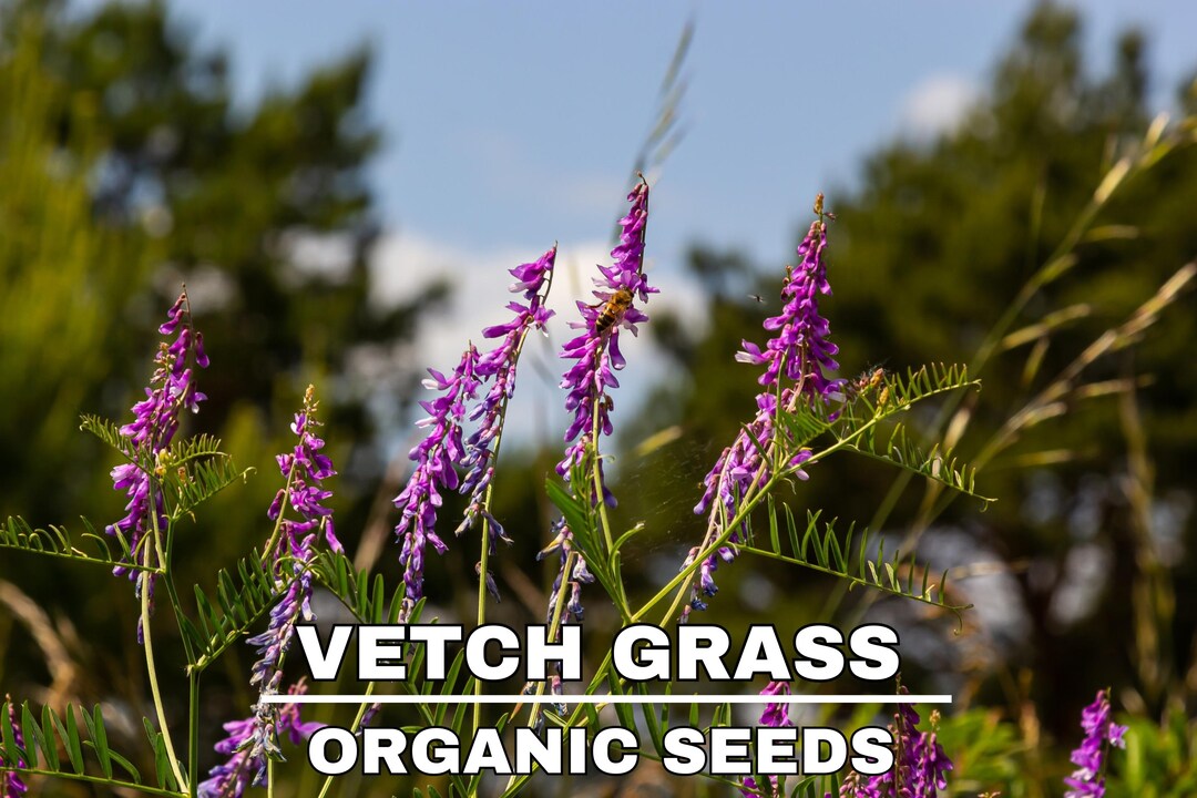 Vetch Grass Organic Seeds, Vetch Grass Seed, Natural Vetch Grass Seed ...