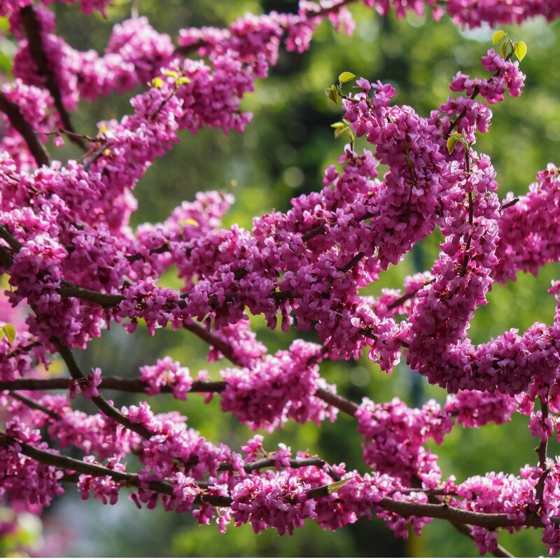 Redbud Tree - Etsy
