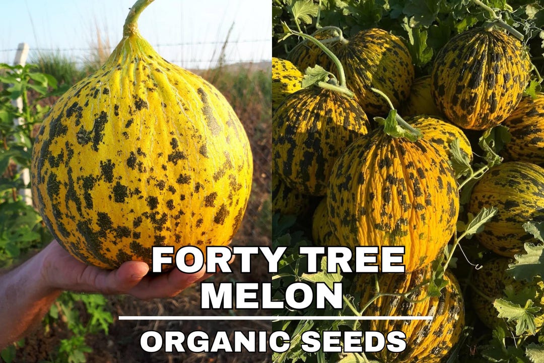 Forty Tree Melon Organic Seeds, 30+ Count Forty Tree Melon Seed, Melon Seed for Ice Cream, Non ...