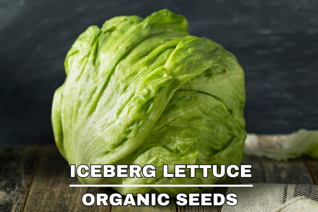 Lettuce, Iceberg Organic Seeds, 200+ Count Organic Iceberg Lettuce ...
