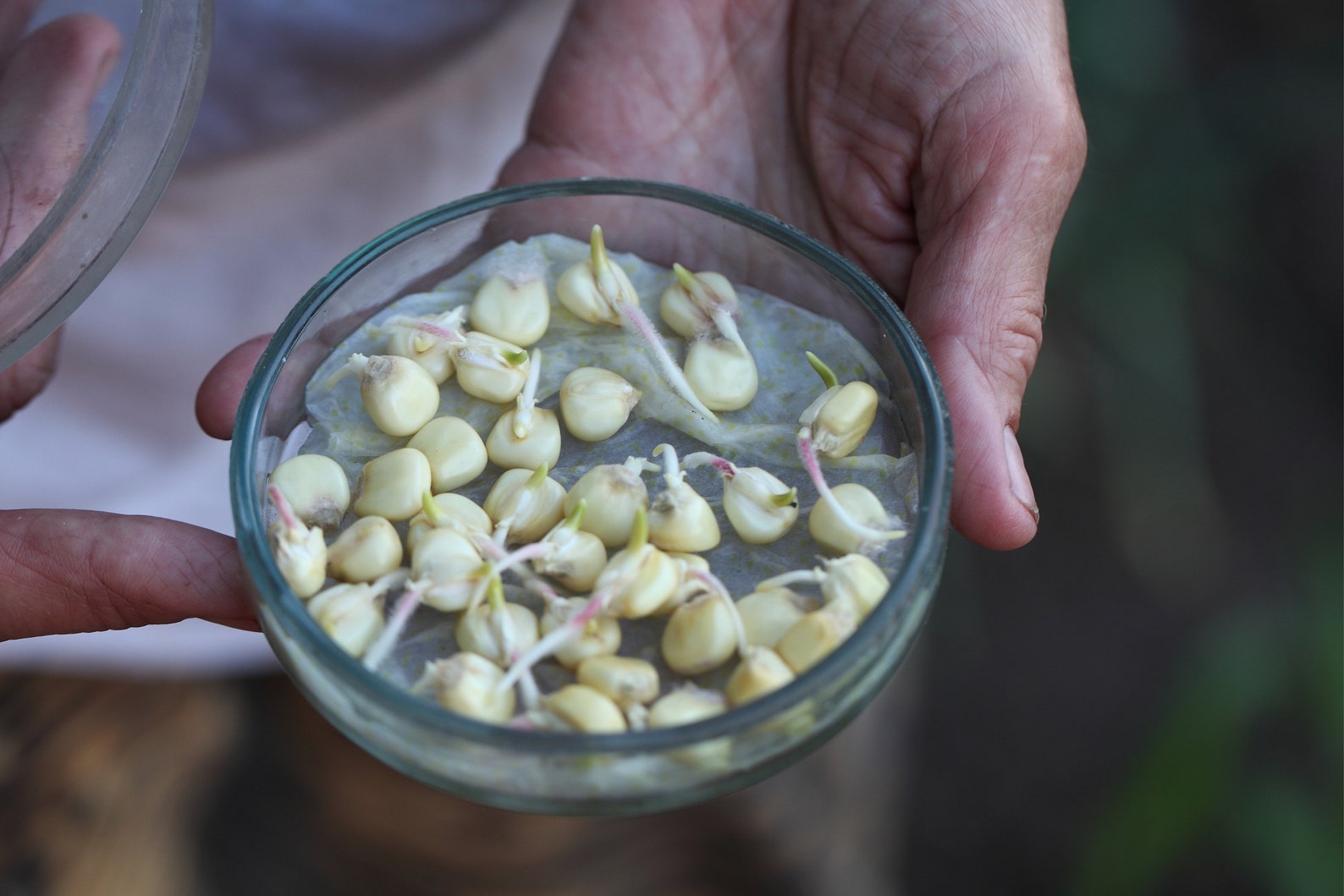 Genuine Native Garlic Organic Seeds, 10 Count,genuine Native Garlic ...