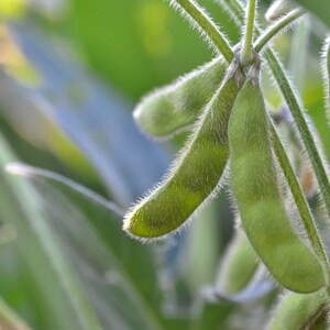 Midori Giant Edamame Organic Seeds , 50+ Count Organic Soybeans ...