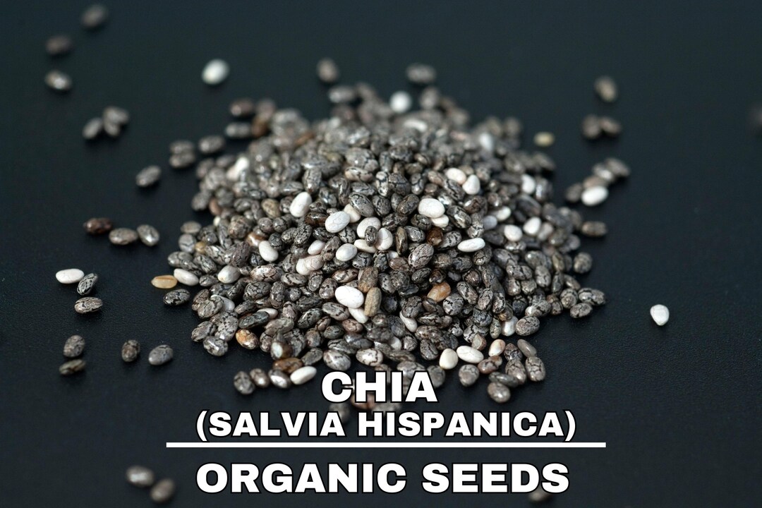 Chia Grass Organic Seeds, 250+ Count Salvia Hispanica Seed, Chia Plant ...