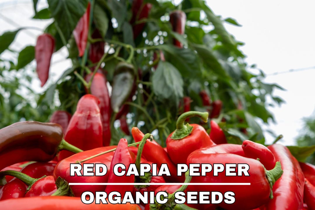 Red Capia Pepper Organic Seeds, 100+ Count for Red Sweet Tomato Paste ...