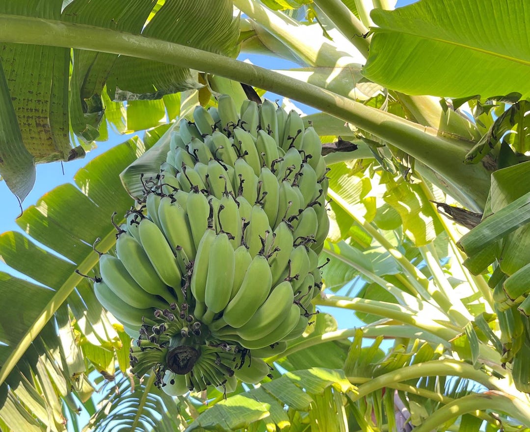 Organic Farm-grown Bananas – Fresh, Naturally Ripened, Grown Without ...