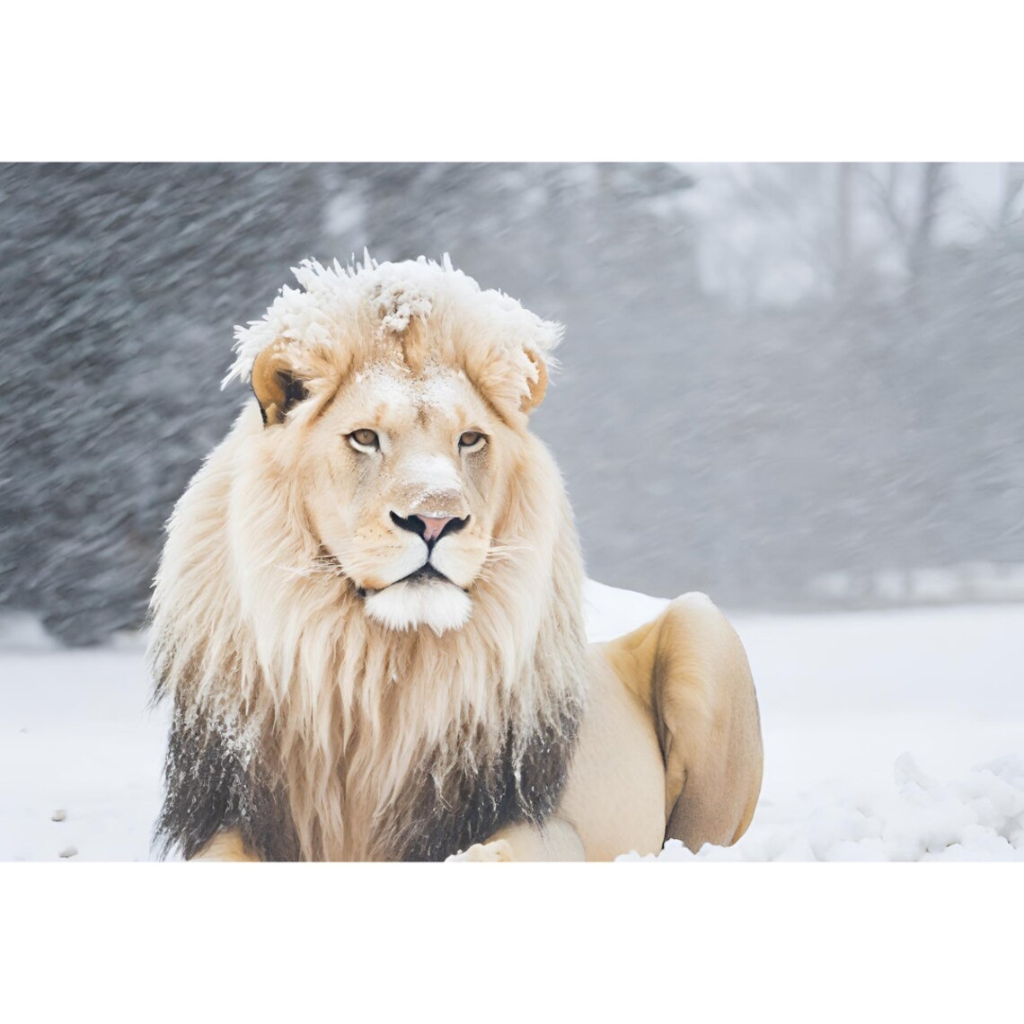 Snow Lion V.2 - Etsy