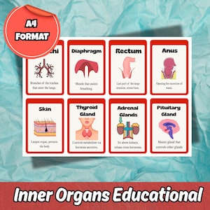 Anatomy Flashcards: Human Body Organs, Homeschool Printable (PDF ...