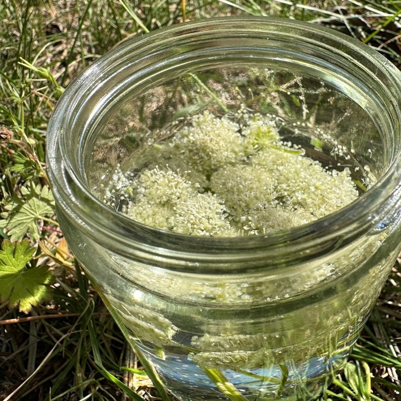 Angelica Flower Essence 1oz Dropper Bottle - Etsy