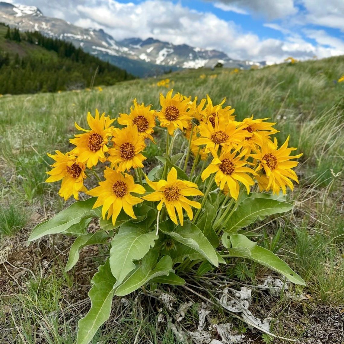 Arrowleaf Balsamroot Flower Essence, 1oz Dropper Bottle, Flower Essence ...