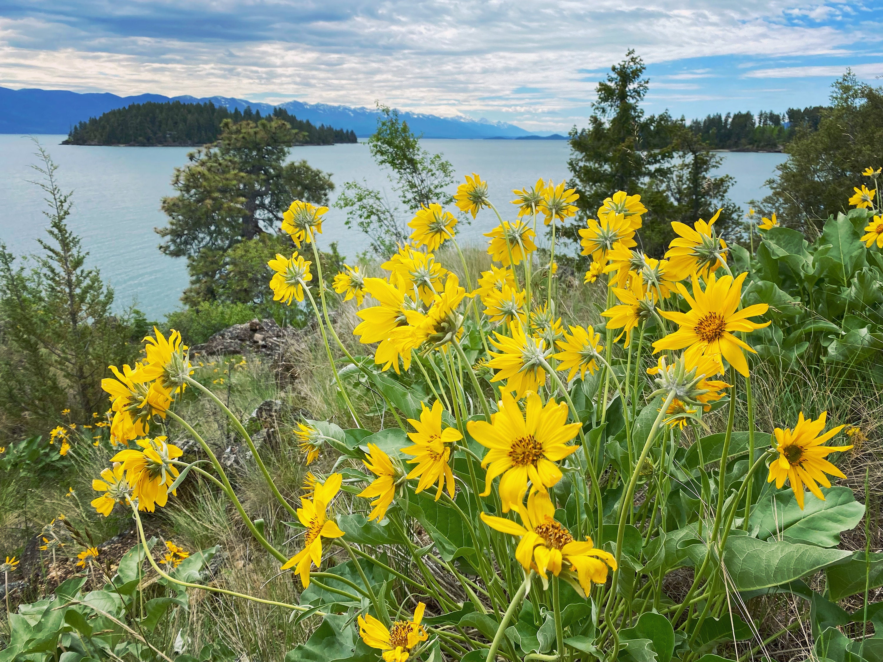 Arrowleaf Balsamroot Flower Essence, 1oz Dropper Bottle, Flower Essence ...