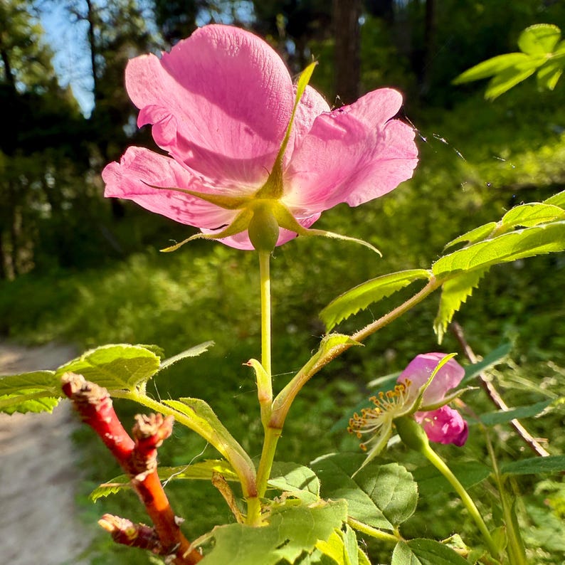 Wild Rose Flower Essence, 1oz Dropper Bottle, Flower Essence, Flower ...