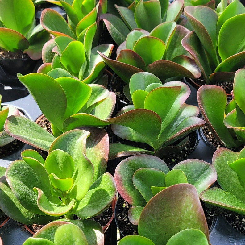 Paddle Plant - Flapjacks - Succulent Plant - Small Pot Collection - Etsy