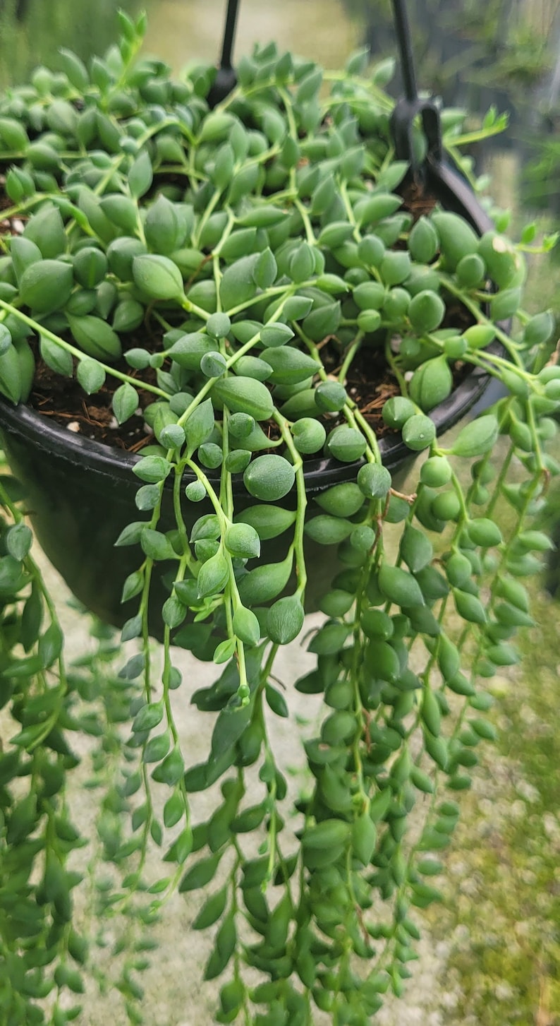 Large String of Pearls - Free Shipping! - Rosary Vine - Succulent Plant ...