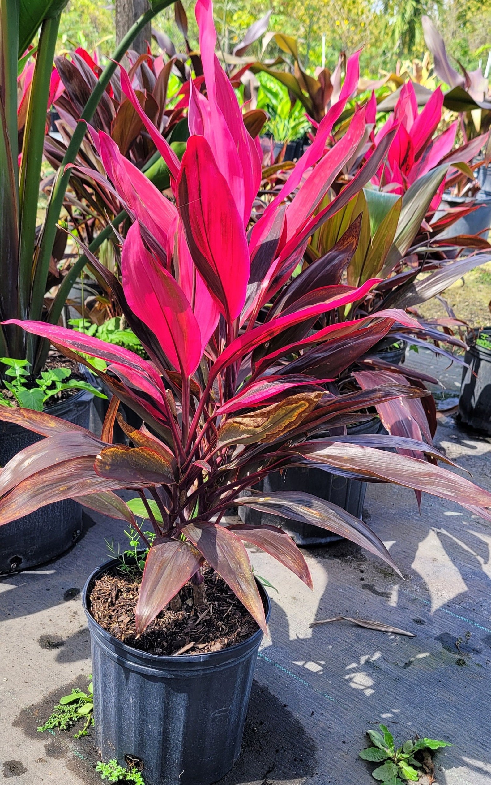 Red Sister - Tropical Plant - Etsy