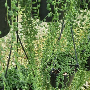 Large String of Pearls - Free Shipping! - Rosary Vine - Succulent Plant ...