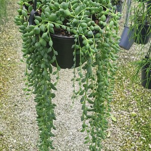 Large String of Pearls - Free Shipping! - Rosary Vine - Succulent Plant ...
