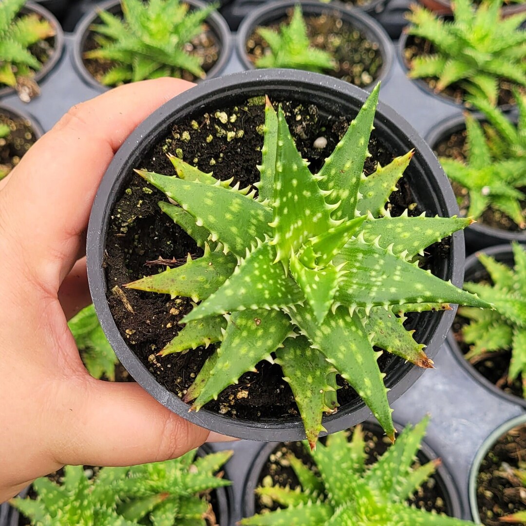 Jemen Aloe - Succulent Plant - Small Pot Collection - Etsy