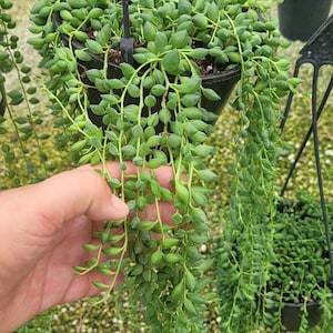 Large String of Pearls - Free Shipping! - Rosary Vine - Succulent Plant ...
