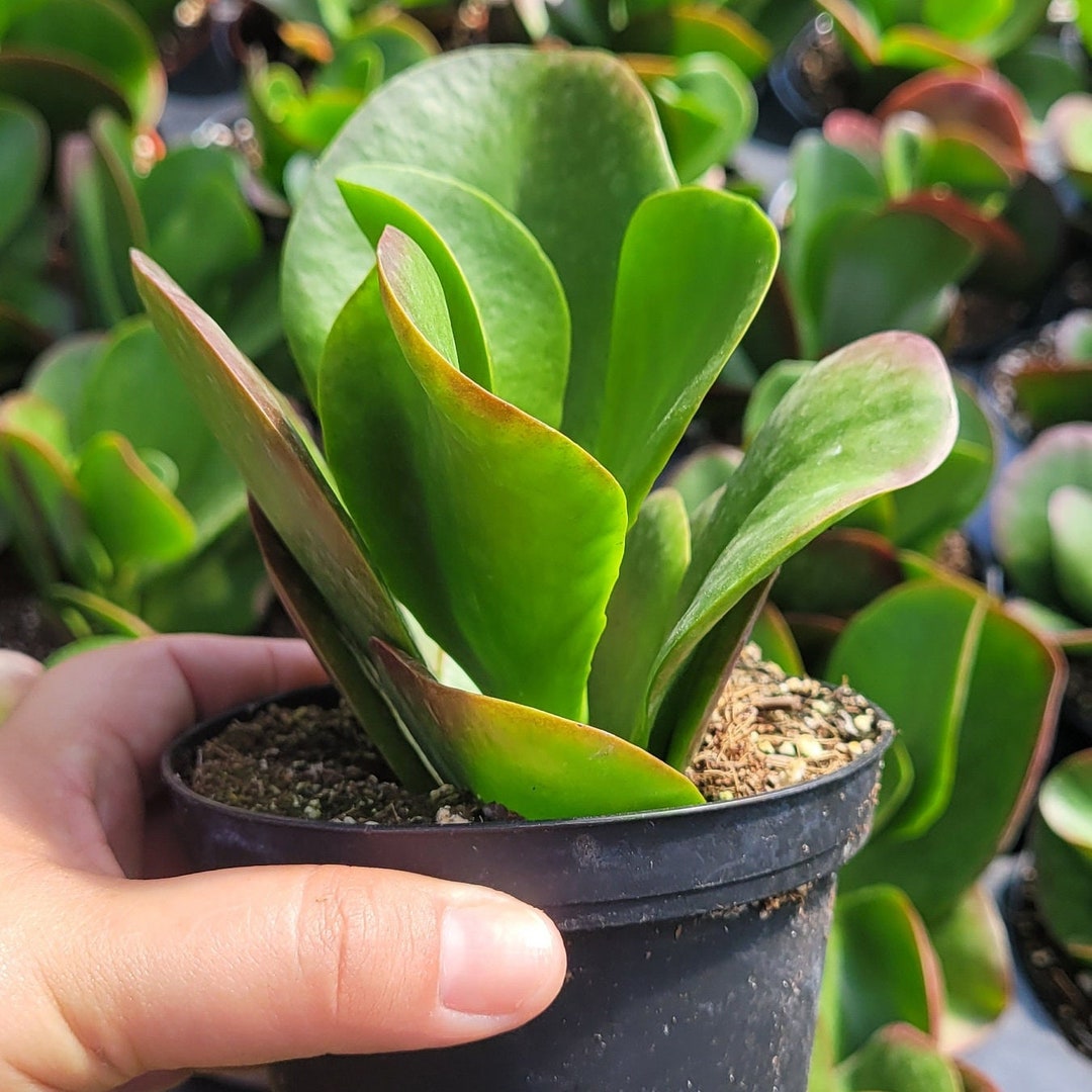 Paddle Plant - Flapjacks - Succulent Plant - Small Pot Collection - Etsy