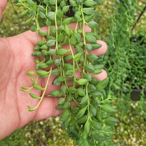 Large String of Pearls - Free Shipping! - Rosary Vine - Succulent Plant ...