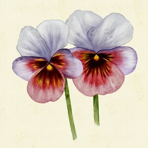 Pansies Summer Flower Poster, Watercolor Flower Botanical Poster ...