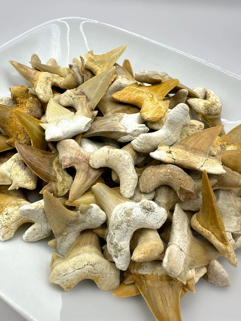 Shark Teeth (set of 2) - Etsy