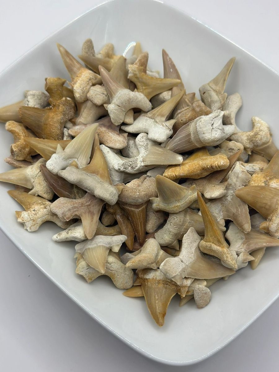 Shark Teeth (set of 2) - Etsy