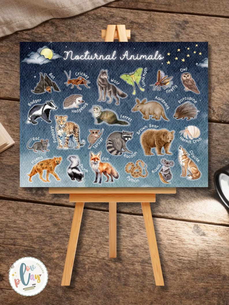 Nocturnal Animals Flashlight Cards | Montessori Learning (digital ...